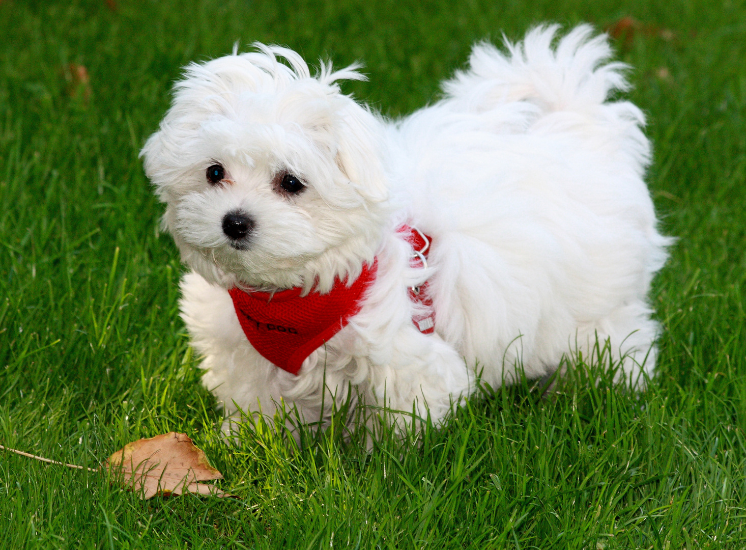 Malteser Foto & Bild | tiere, haustiere, hunde Bilder auf fotocommunity