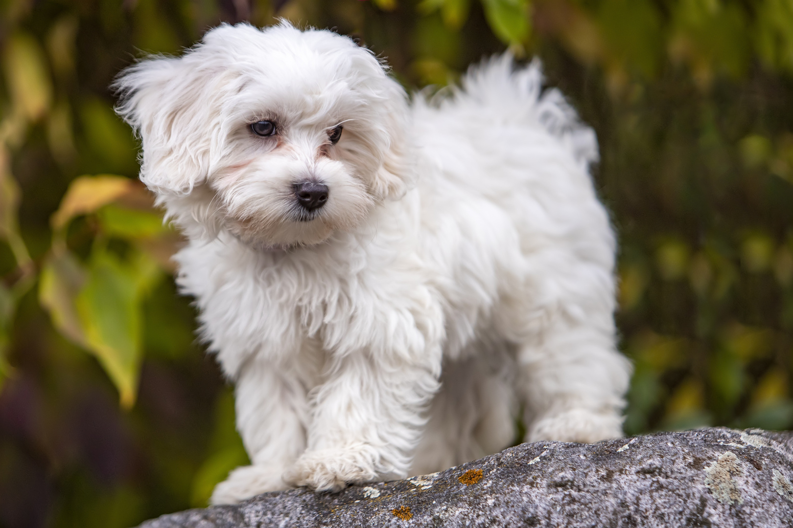 Malteser Welpe Donna 7439 Foto & Bild | tiere, haustiere, hunde Bilder ...