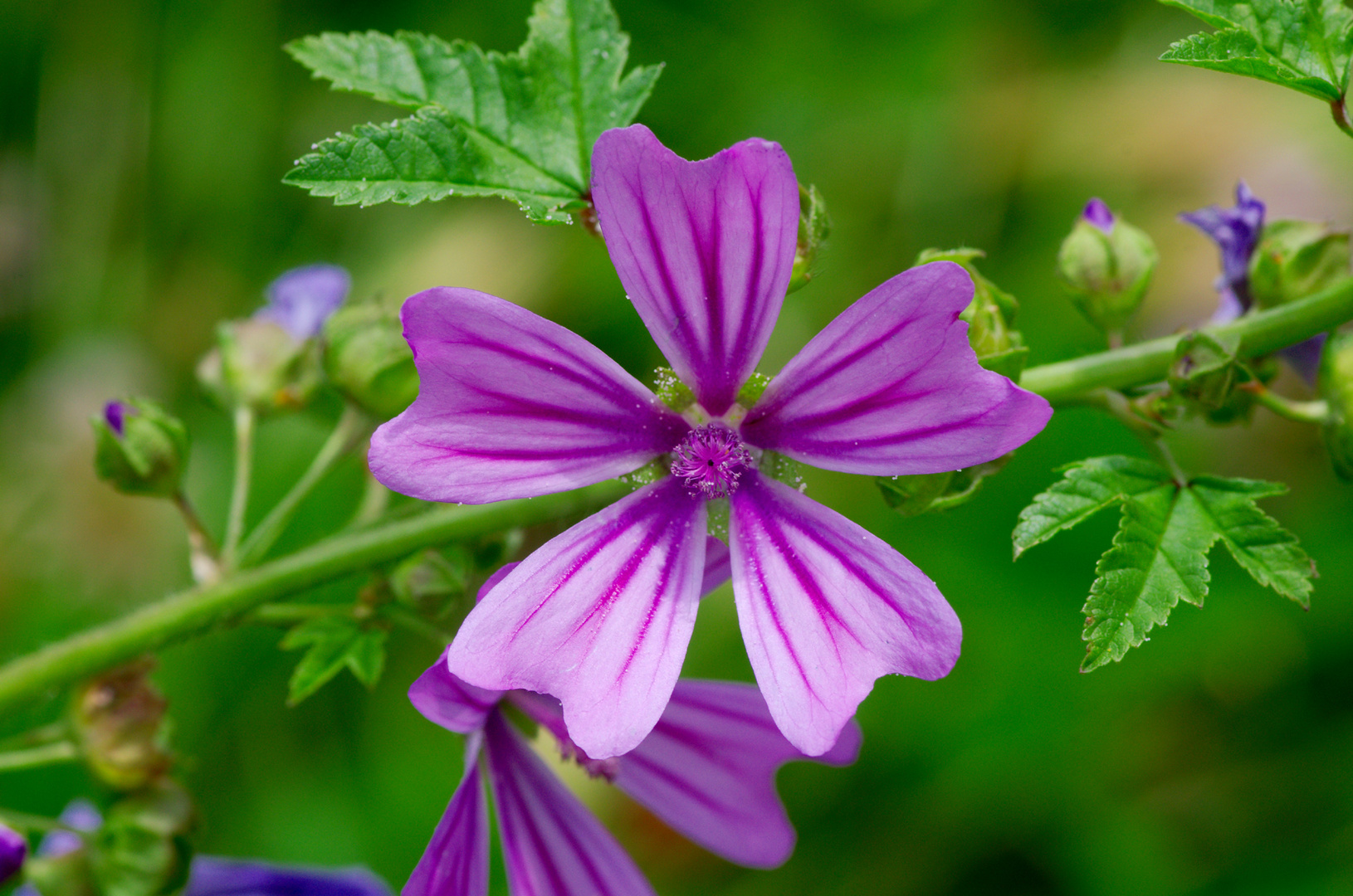 malva Foto % Immagini| macro, fiori, natura Foto su fotocommunity