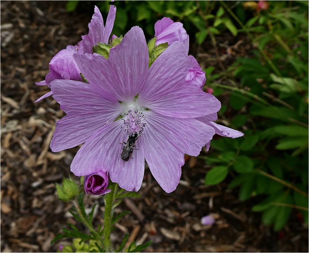 Malve Foto & Bild | natur, blüten, malve Bilder auf fotocommunity