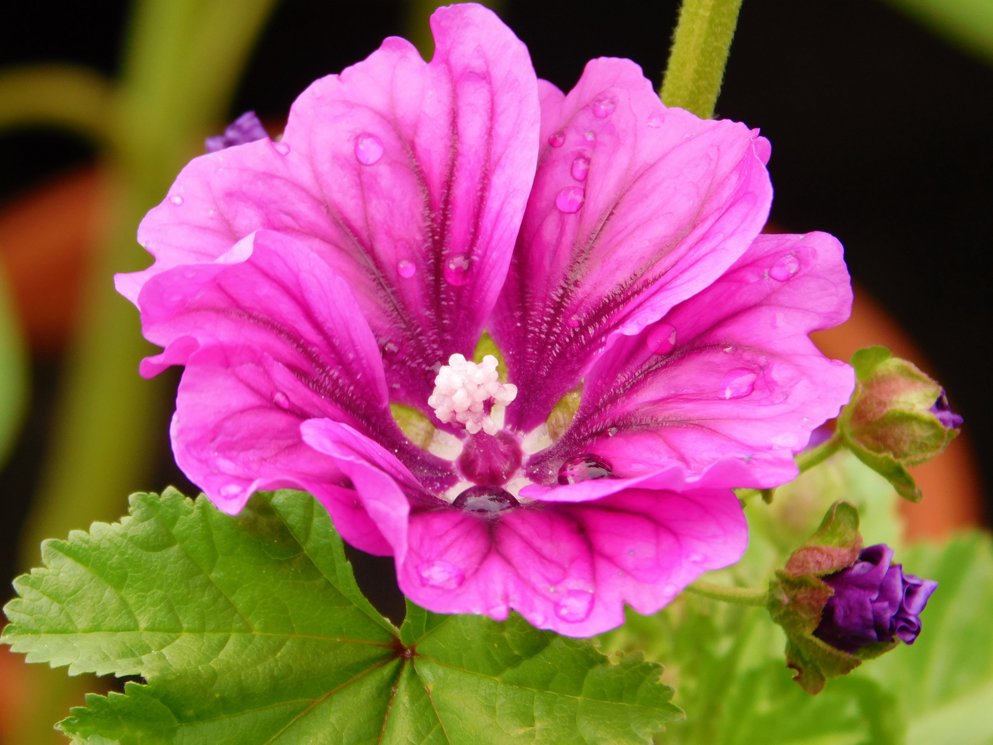 Malve Foto & Bild | natur, blume, pflanzen Bilder auf fotocommunity