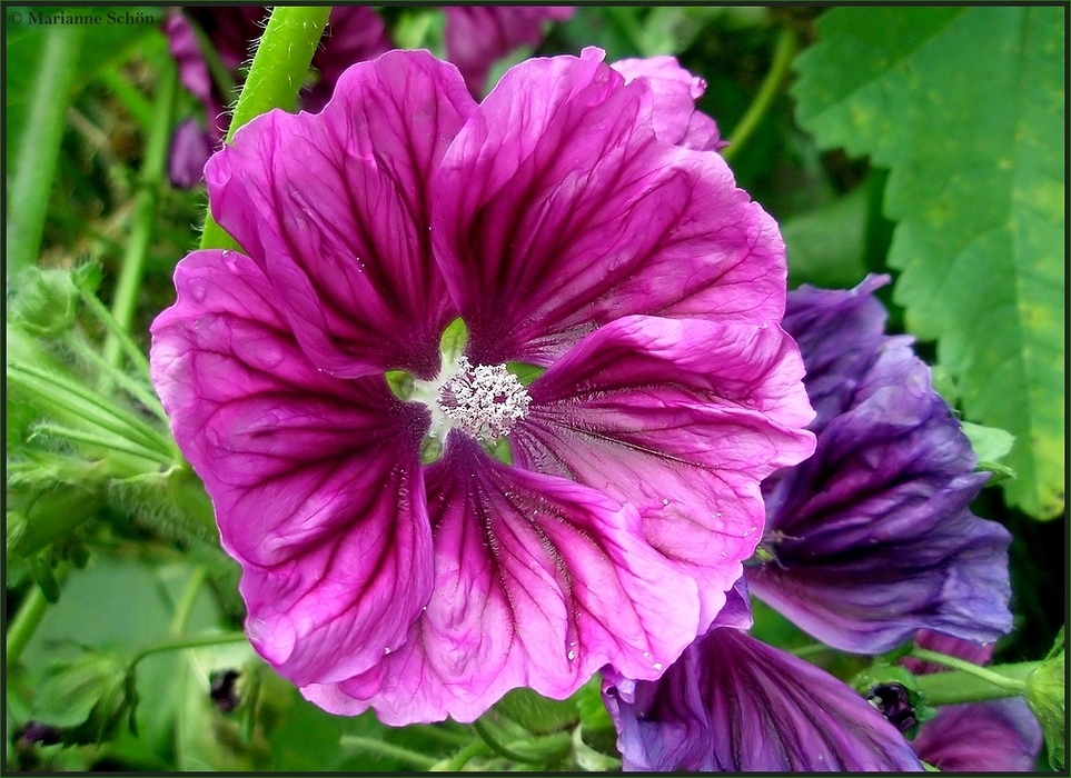 * MALVE * Foto & Bild | natur, pflanzen, malve Bilder auf fotocommunity