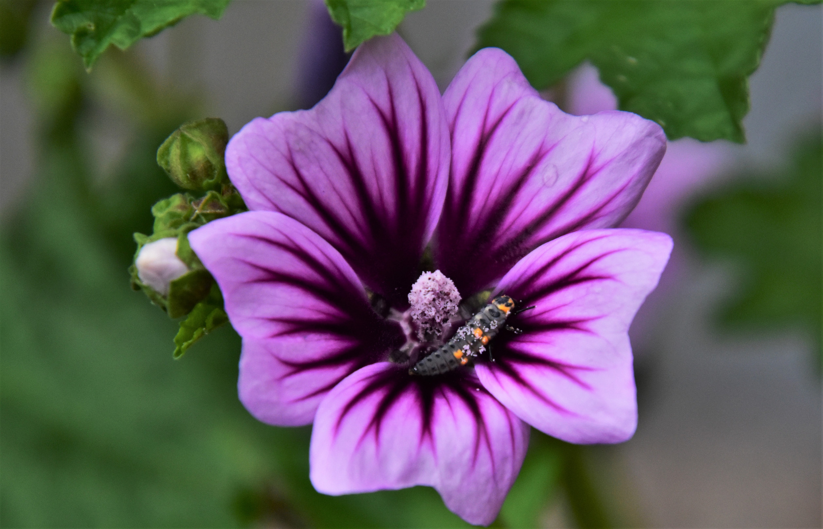 Malve (Malva sylvestris) Foto & Bild | pflanzen, pilze & flechten ...