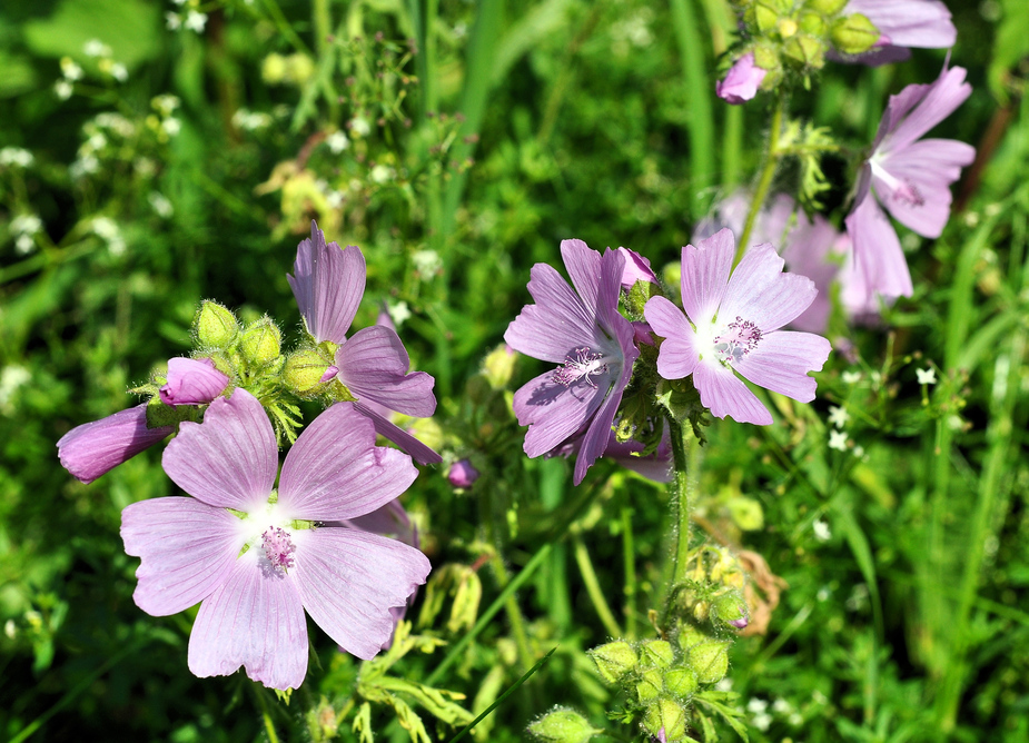 Malven............. Foto & Bild | pflanzen, pilze & flechten, blüten ...