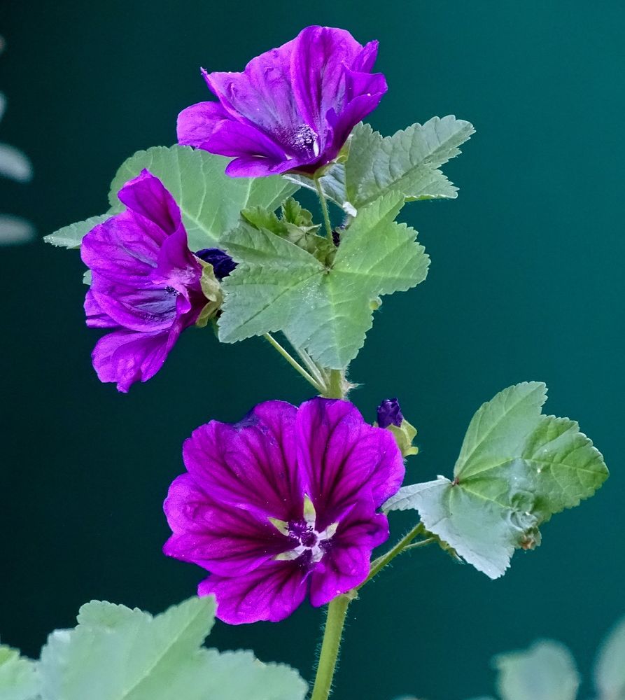 Malven Foto & Bild | natur, pflanzen, blüten Bilder auf fotocommunity