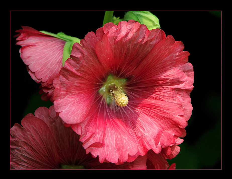 Malven Foto & Bild | pflanzen, pilze & flechten, blüten ...