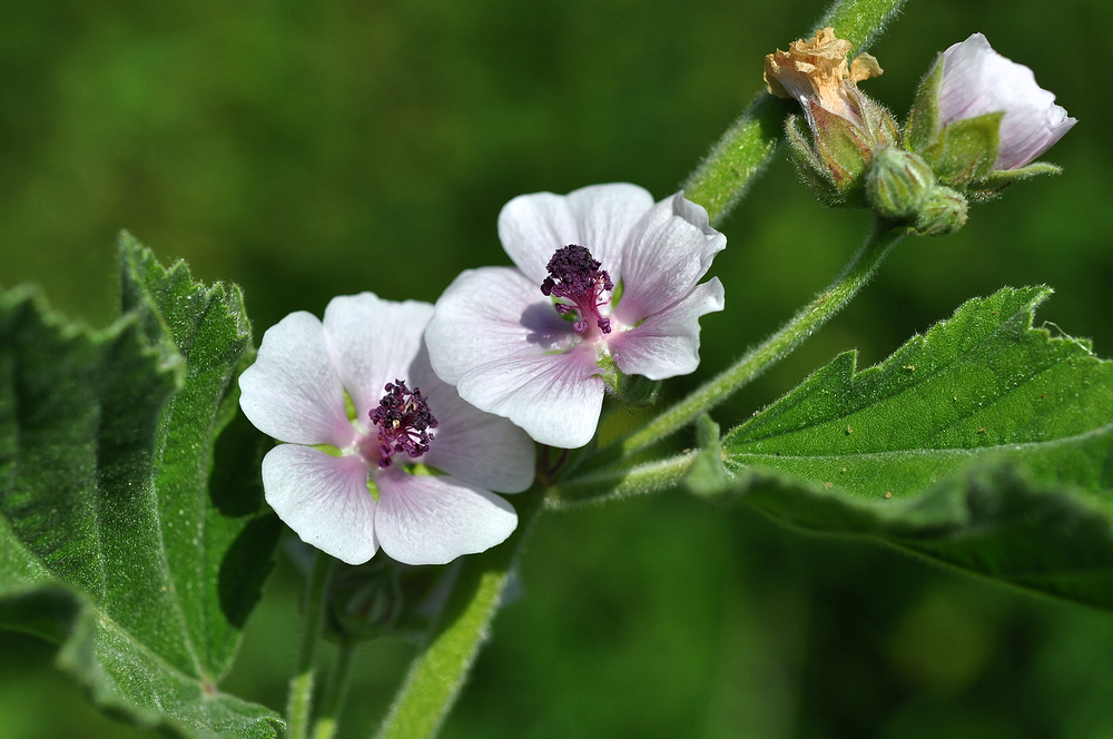 Malven.............. Foto & Bild | pflanzen, pilze & flechten, blüten ...