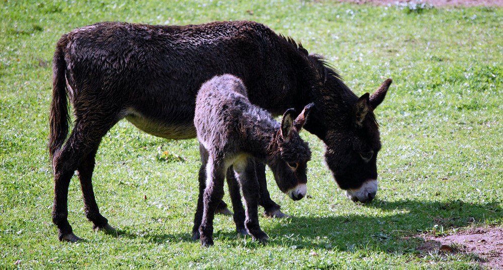Mama burro y su bebe Imagen & Foto | animales, animales domésticos ...