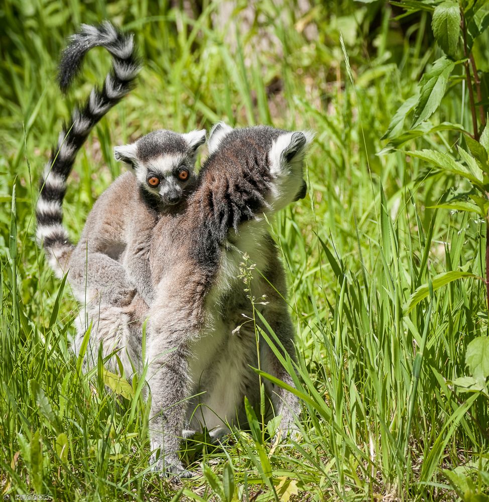 Mama da ist ein kleines Tier!!! Foto & Bild | tiere, tierkinder, natur ...
