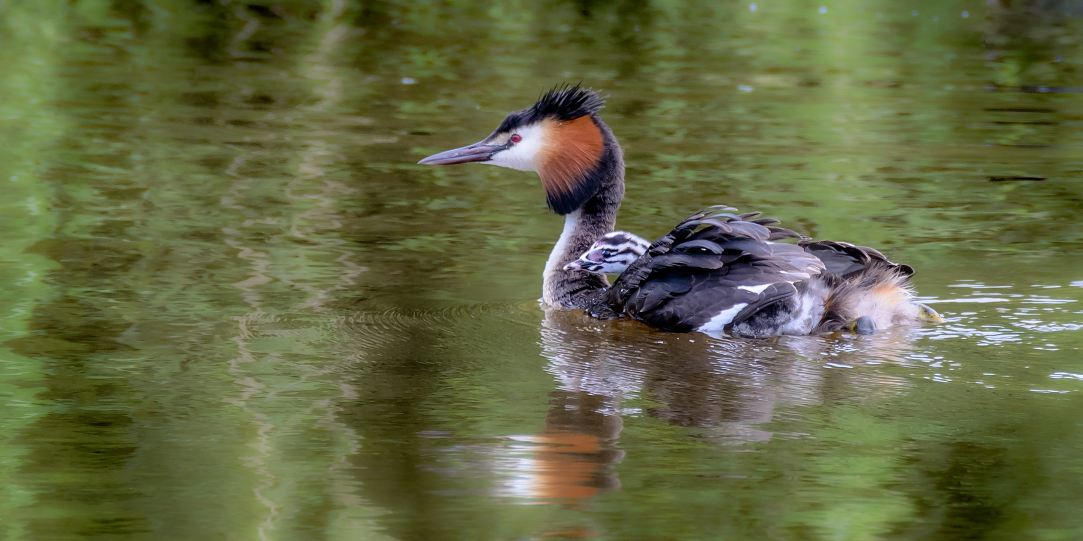 "Mama, gib Gas!" Foto & Bild | spezial, natur, vogel Bilder auf ...