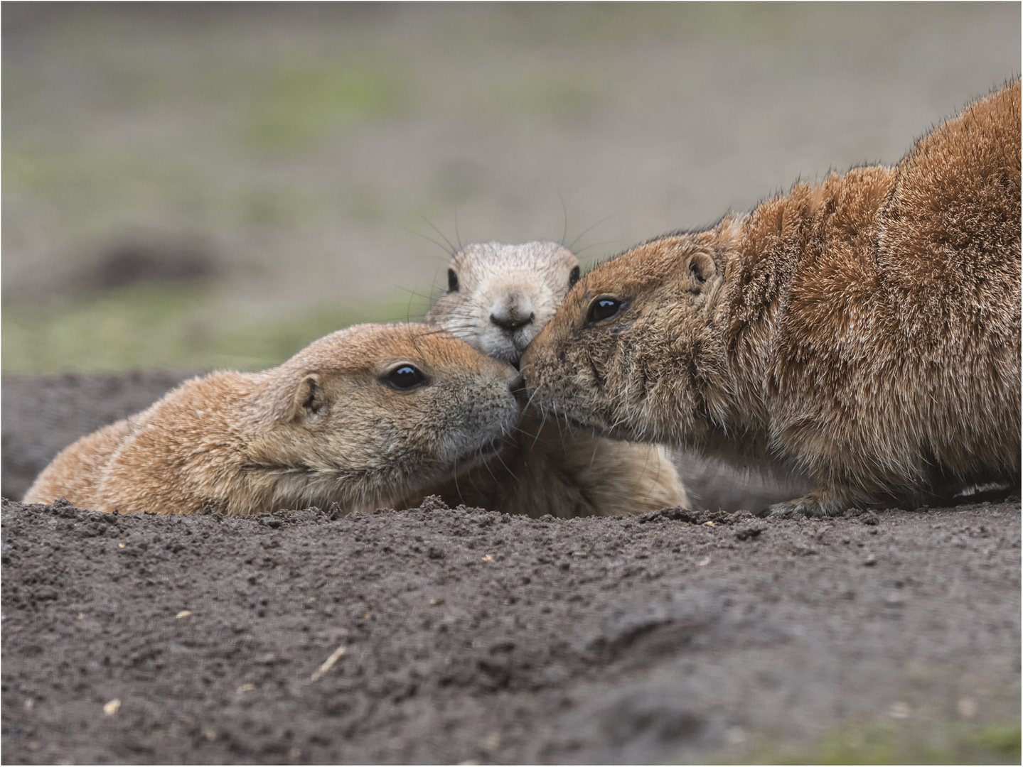 Mama gib Küsschen..... Foto & Bild | natur, portrait, porträt Bilder ...