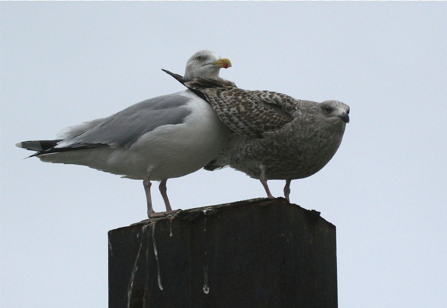 Mama-Kindchen Foto & Bild | tiere, wildlife, wild lebende vögel Bilder ...
