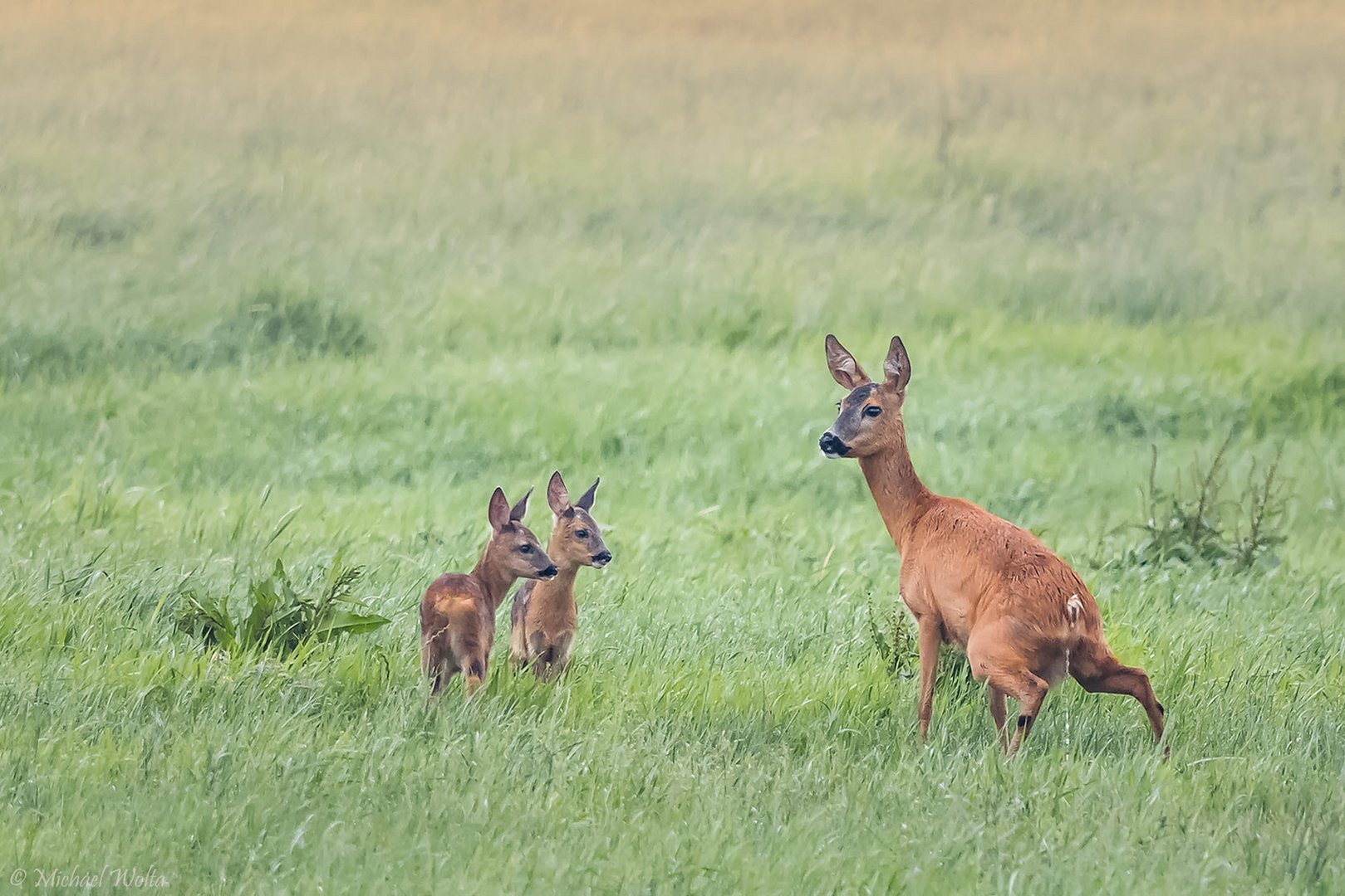 Mama muss mal pullern Foto & Bild | tiere, wildlife, säugetiere Bilder ...