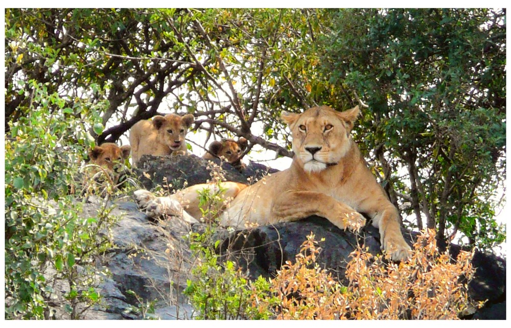Mama Simba mit ihren 3 Strolchen... Foto & Bild | tiere, wildlife ...