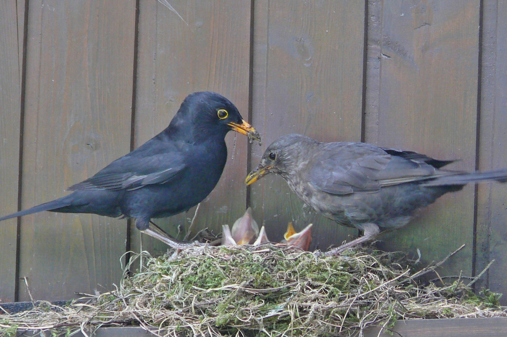 Mama und Papa versorgen ihren Nachwuchs mit großer Leidenschaft ...