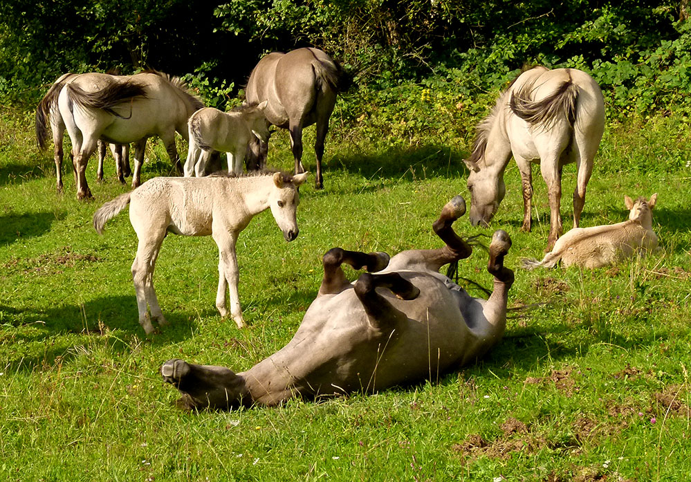 Mamaaa! Foto & Bild | tiere, wildlife, säugetiere Bilder auf fotocommunity