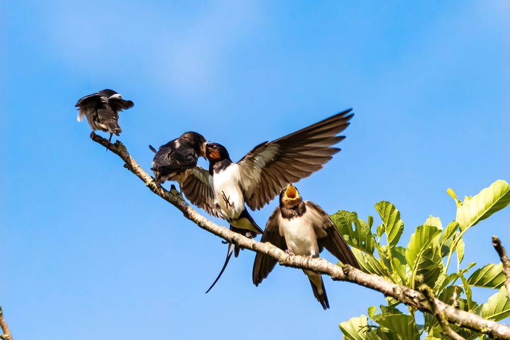 "MAMAAA" Foto & Bild | tiere, wildlife, wild lebende vögel Bilder auf ...