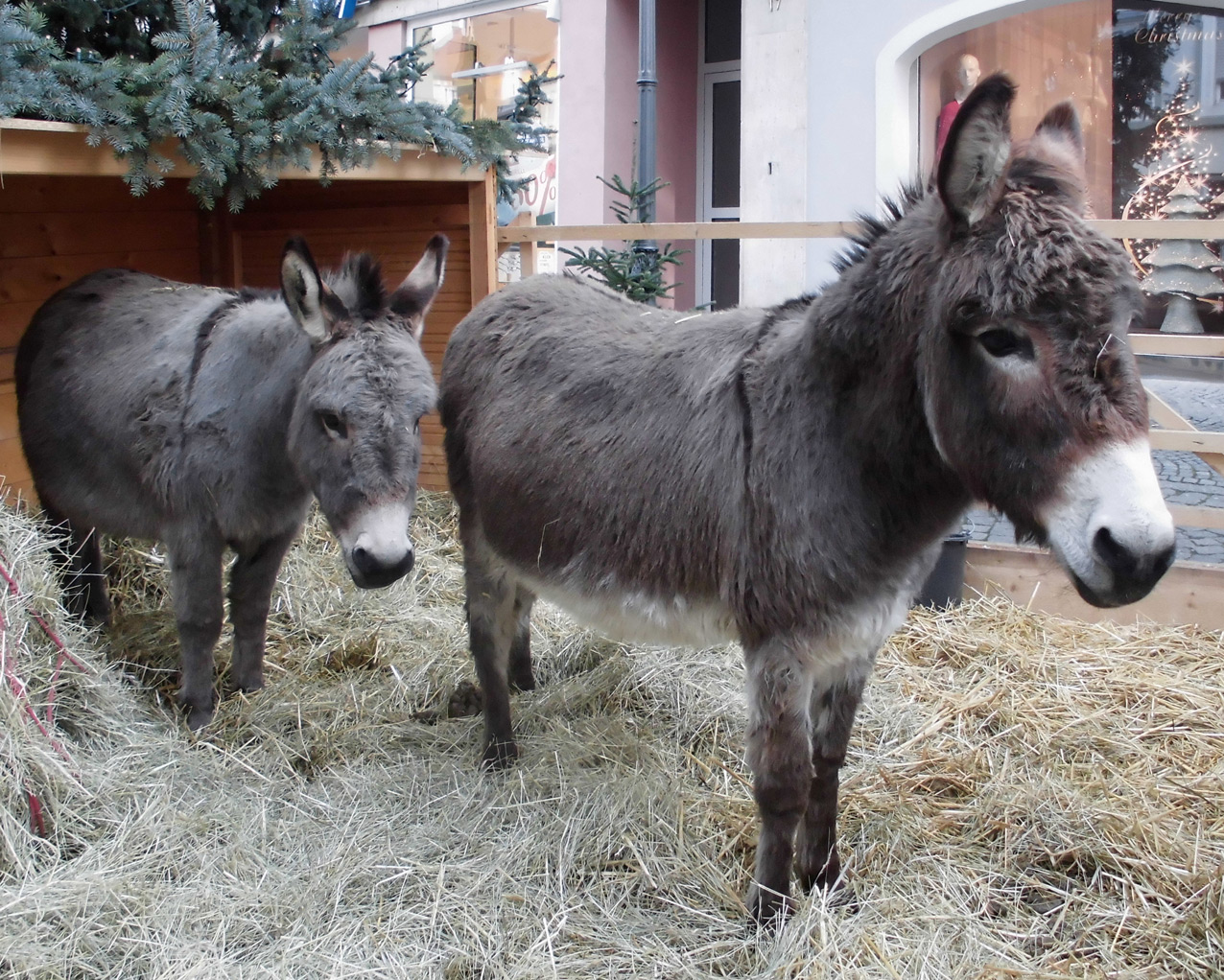 Mamatschi schenk mir ein Pferdchen.. Foto & Bild | tiere, haustiere ...
