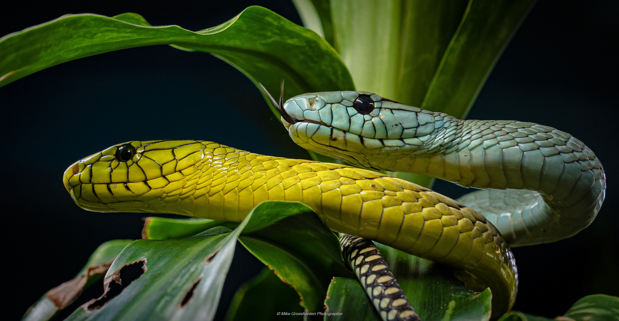 Mamba Doppeldecker Foto & Bild | tiere, zoo, wildpark & falknerei ...