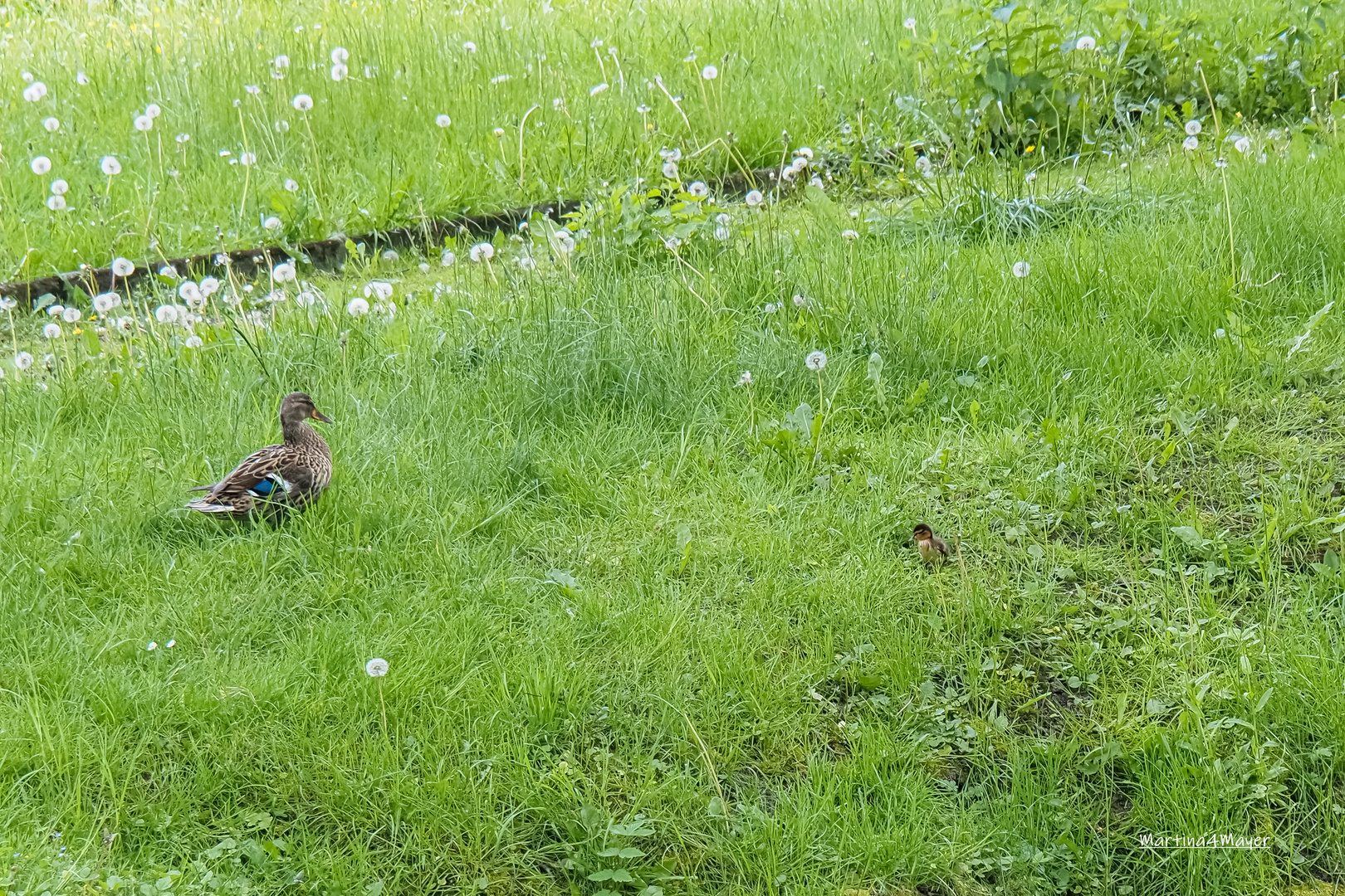 @Mami Foto & Bild | tiere, wildlife, wild lebende vögel Bilder auf ...