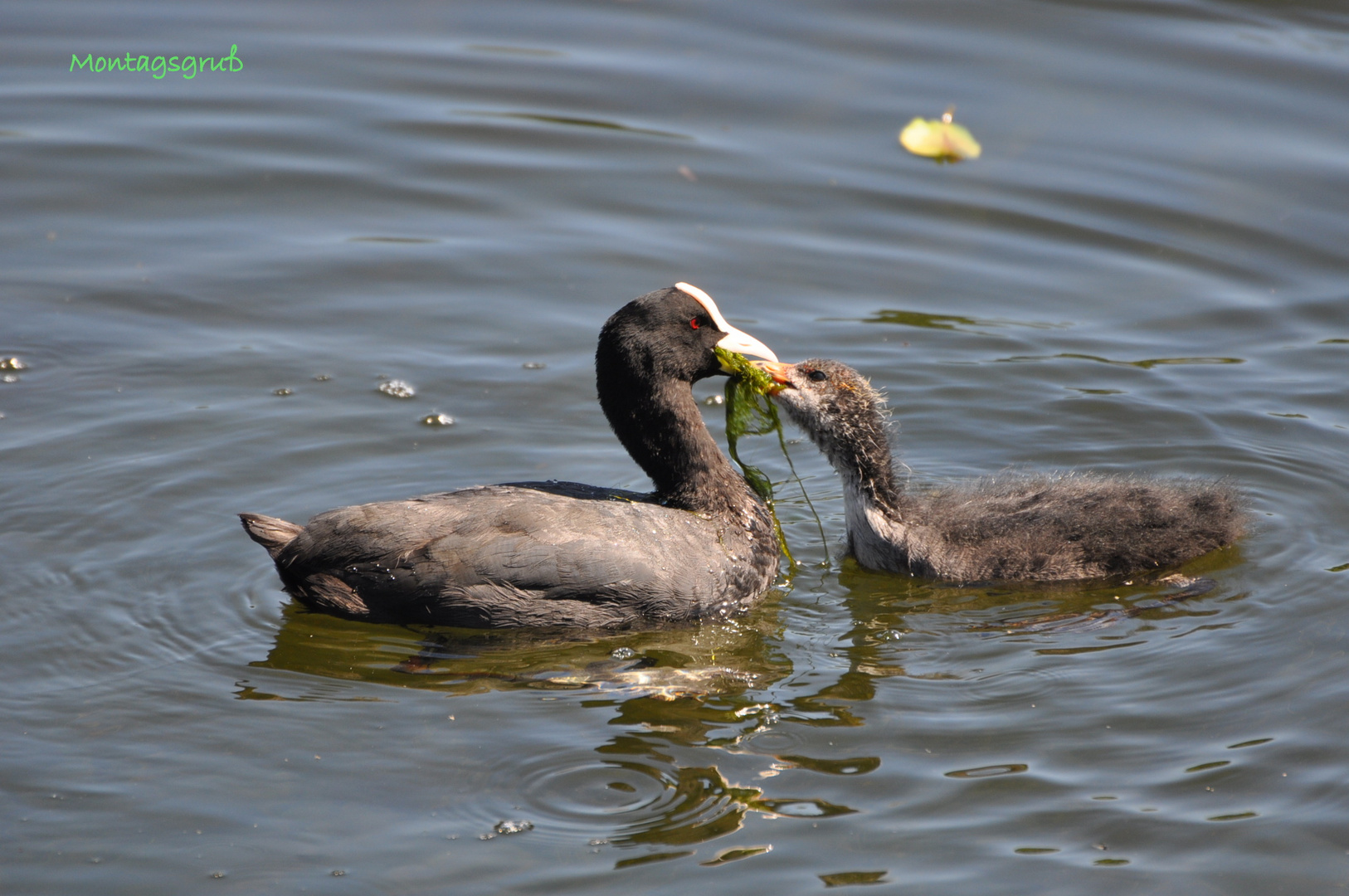 Mamma Blessi beim Füttern Foto & Bild | tiere, wildlife, wild lebende ...