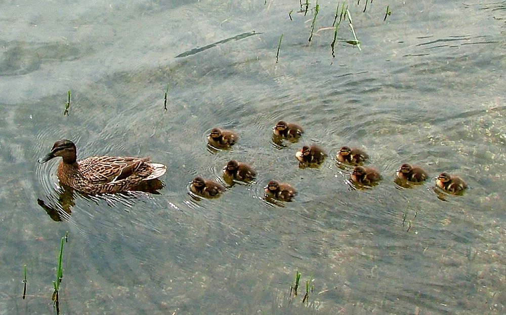 Mamma Papera Foto % Immagini| animali, animali allo stato libero ...