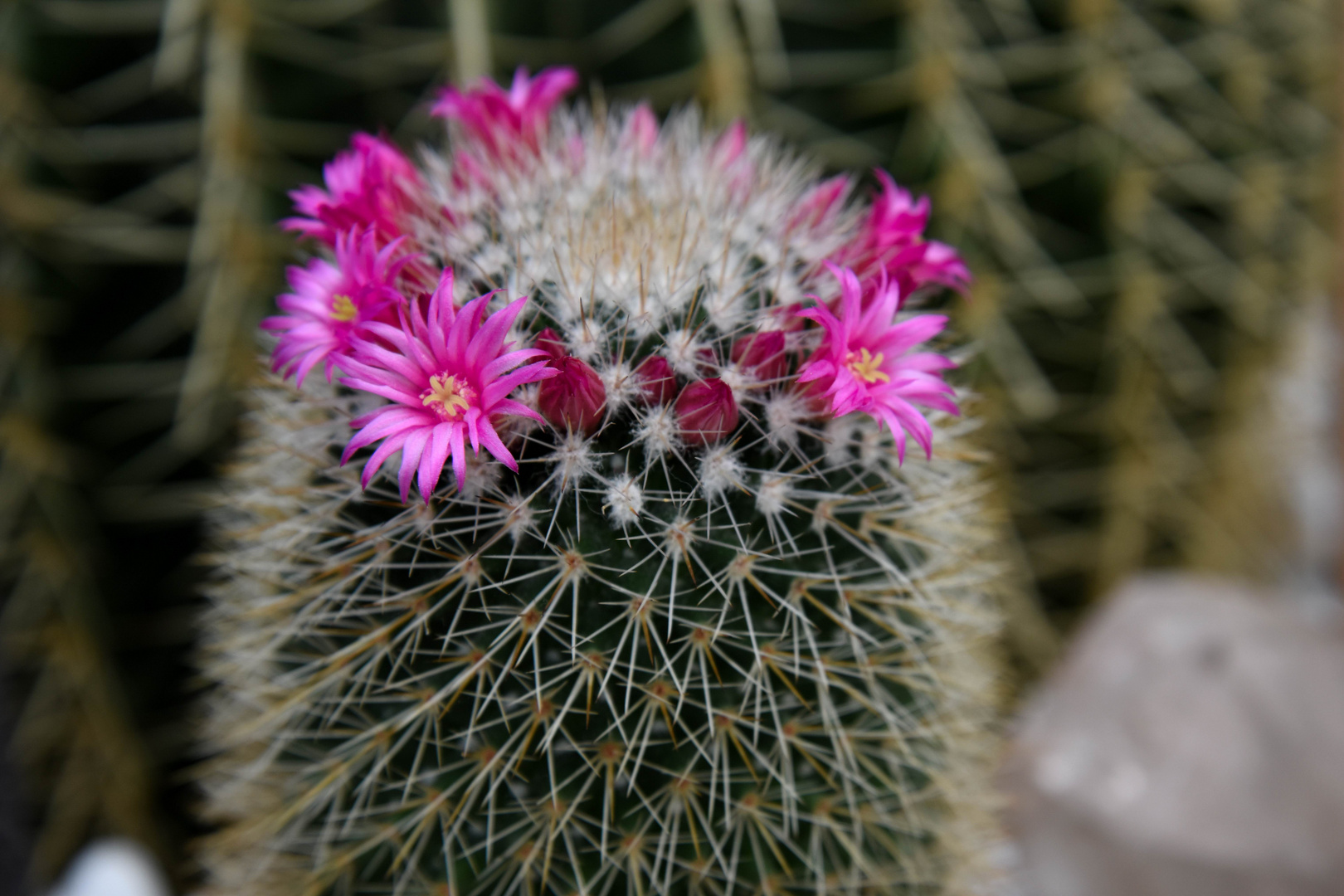 Mammillaria Foto & Bild | natur, pflanzen, kaktus Bilder auf fotocommunity