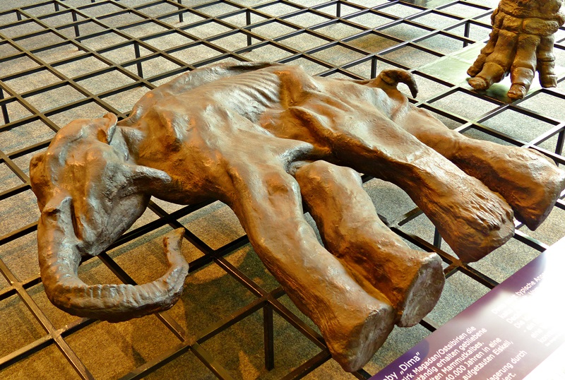 Mammut-Baby "Dima" Foto & Bild | sonstiges, fossilien & präparate ...