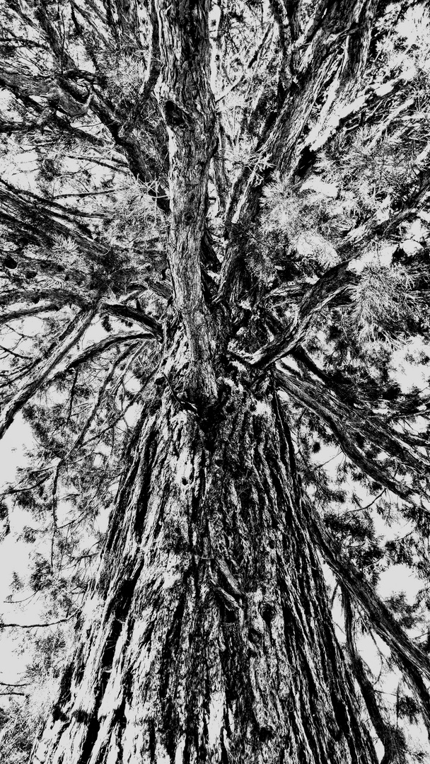 Mammut Tree Foto & Bild | pflanzen, pilze & flechten, bäume, fotokunst ...