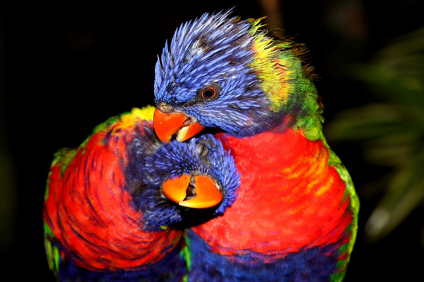 Mamours ? photo et image | animaux, animaux domestiques, essais Images ...