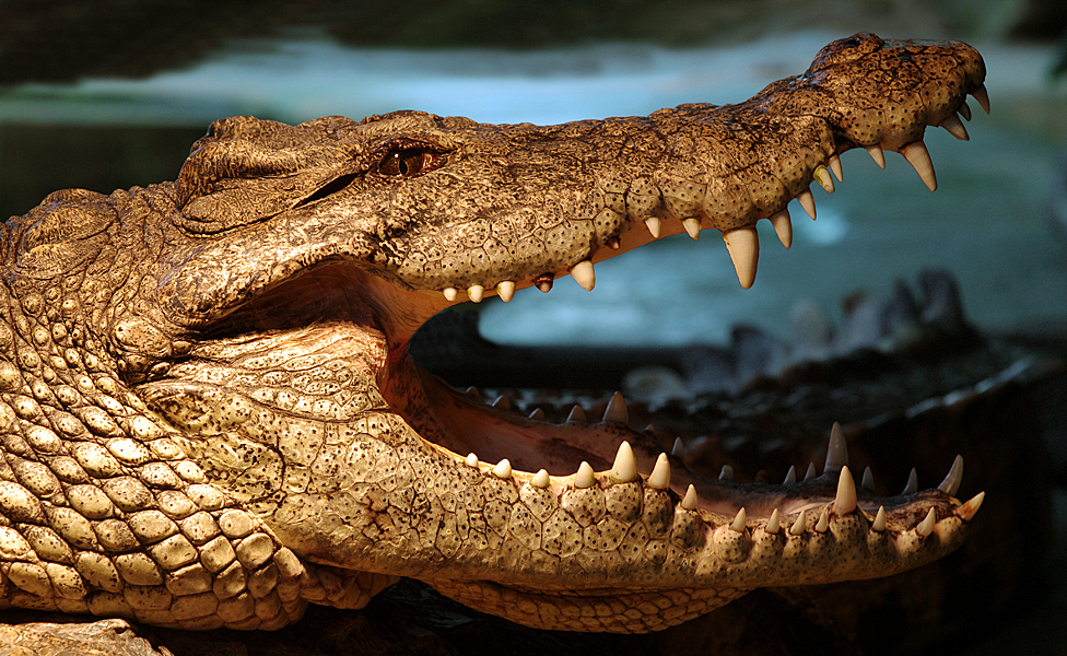 MAN-EATER Foto & Bild | tiere, zoo, wildpark & falknerei, amphibien ...