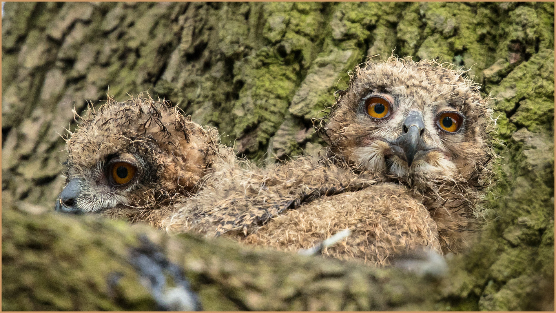 man ist das langweilig Foto & Bild | tiere, wildlife, wild lebende ...