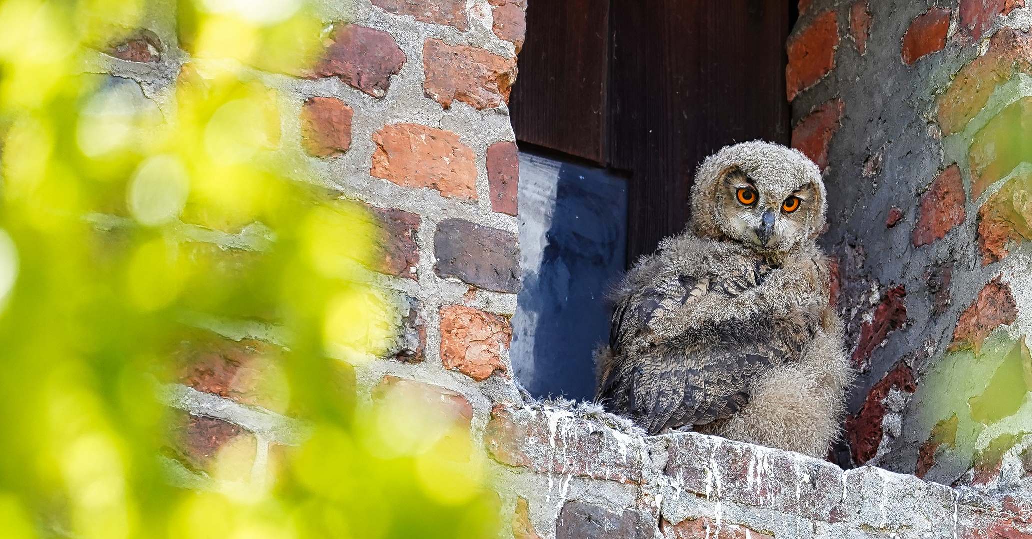 man, ist mir kalt !!! Foto & Bild | tiere, wildlife, wild lebende vögel ...