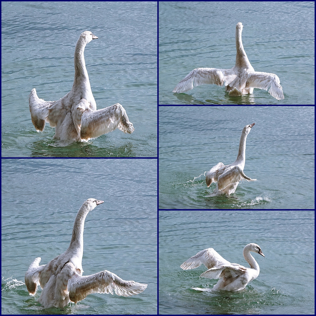 man musss auch mal aus sich raus gehen Foto & Bild | natur, tiere ...