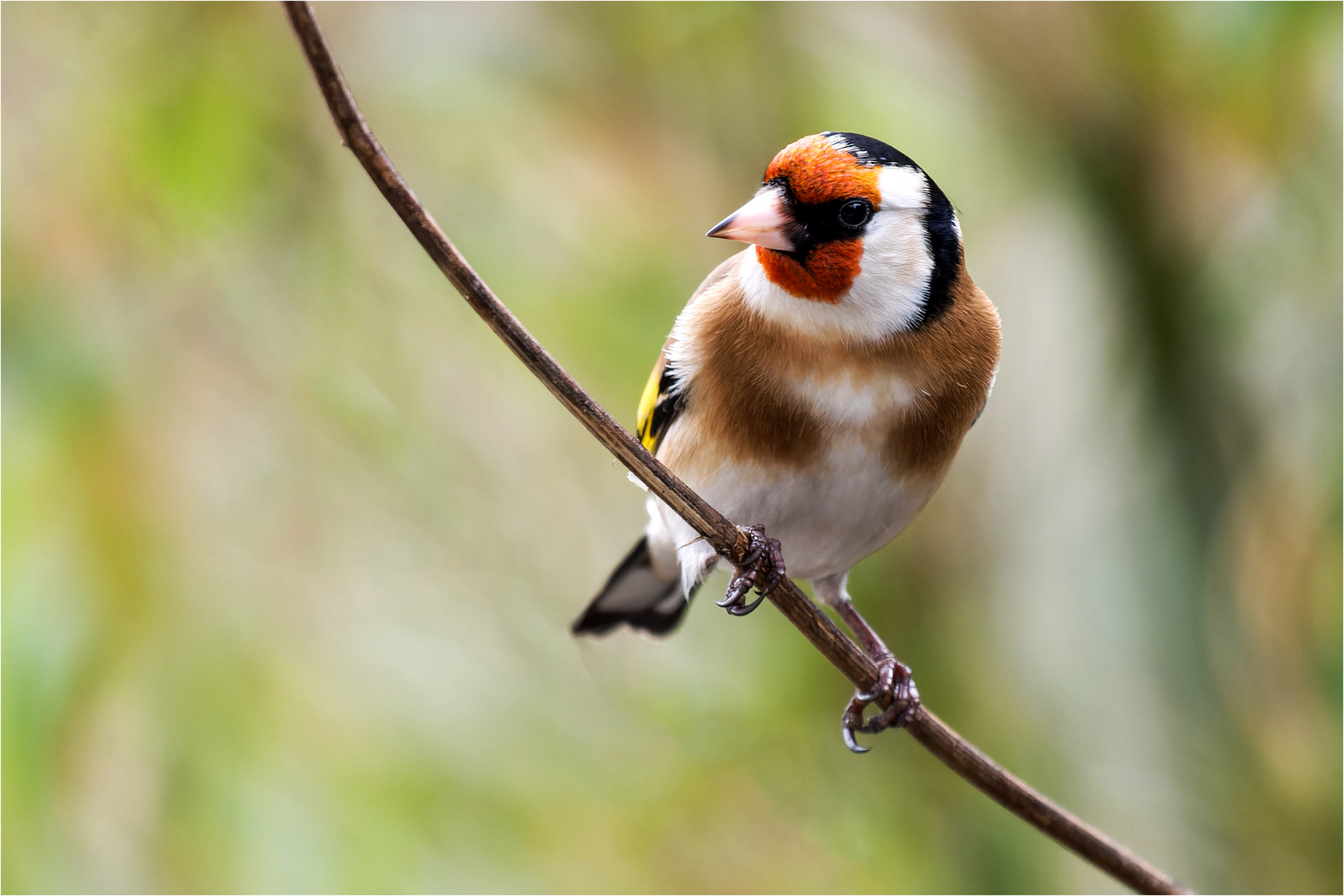 man nennt ihn Stieglitz oder Distelfink ..... Foto & Bild | tiere ...