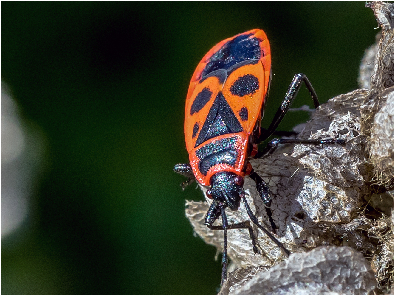 man nennt sie die " gemeine Feuerwanze " ..... Foto & Bild | tiere ...