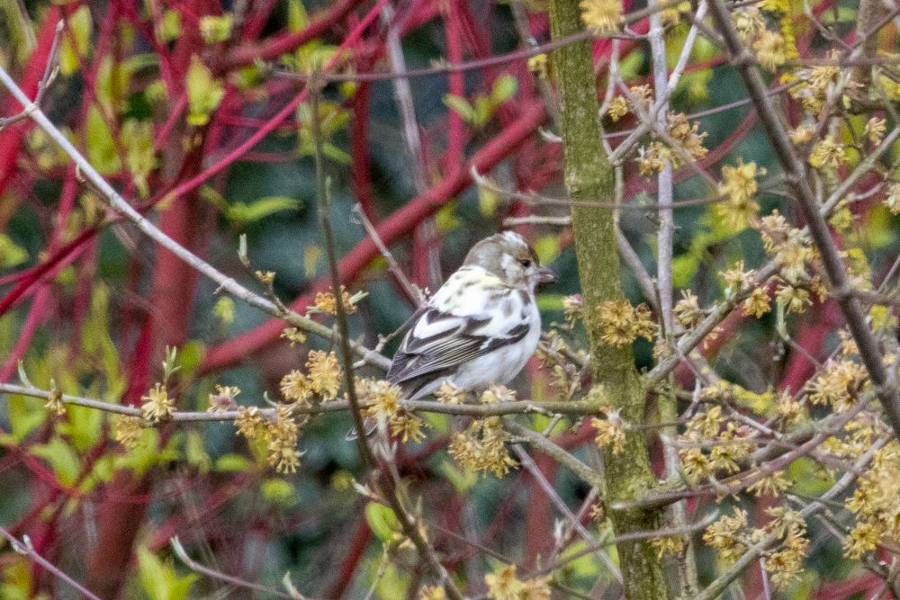 Man Sagt Es Sei Ein Buchfink Foto And Bild Tiere Wildlife Wild