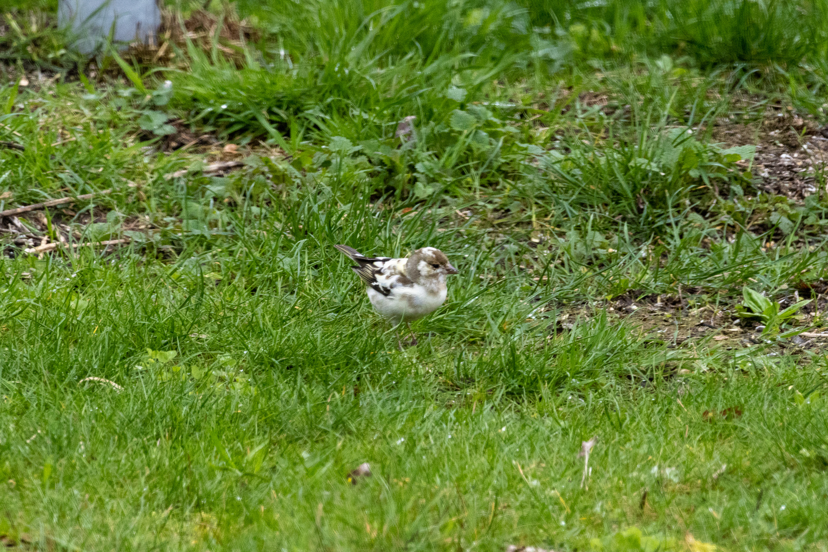 Man Sagt Es Sei Ein Buchfink Foto And Bild Tiere Wildlife Wild