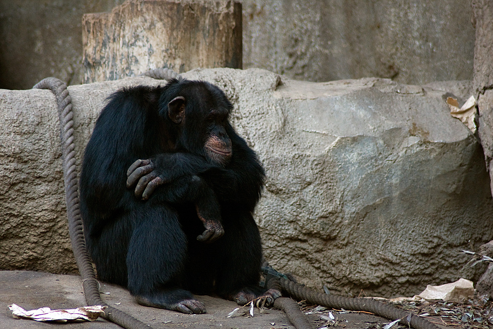 Manchmal ist einfach alles doof... Foto & Bild | tiere, zoo, wildpark ...