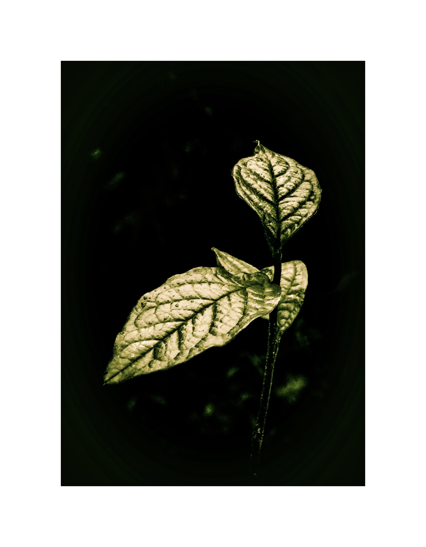 manchmal sind es die kleinen Dinge... Foto & Bild | art, spezial, winter Bilder auf fotocommunity