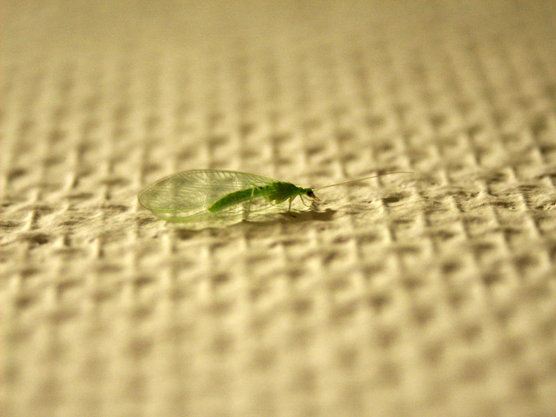 manchmal stört die Fliege an der Wand Foto & Bild | quatsch, fun und ...