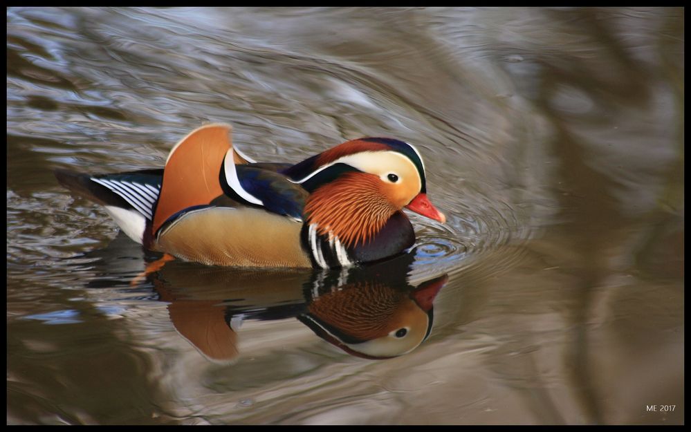 Mandarin Foto & Bild | tiere, wildlife, wild lebende vögel Bilder auf ...