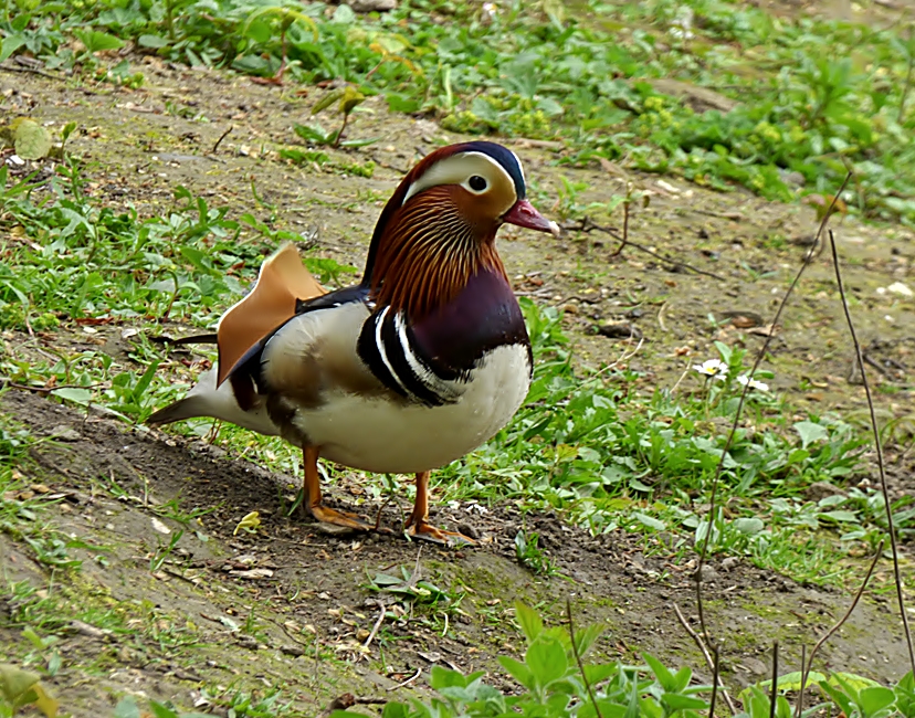 Mandarin-Erpel Foto & Bild | park, natur, enten Bilder auf fotocommunity