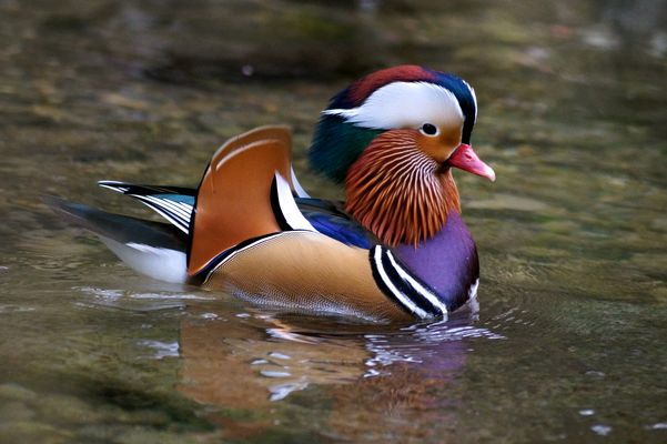 Rebecca Engel - Fotos & Bilder - Fotografin | fotocommunity