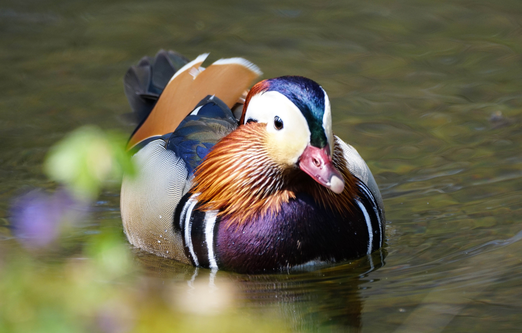 Mandarinente Erpel Foto & Bild | natur, tiere, enten Bilder auf ...