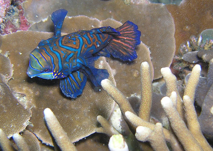 Mandarinfisch (Synchiropos splendidus) Foto & Bild | unterwasser, uw ...