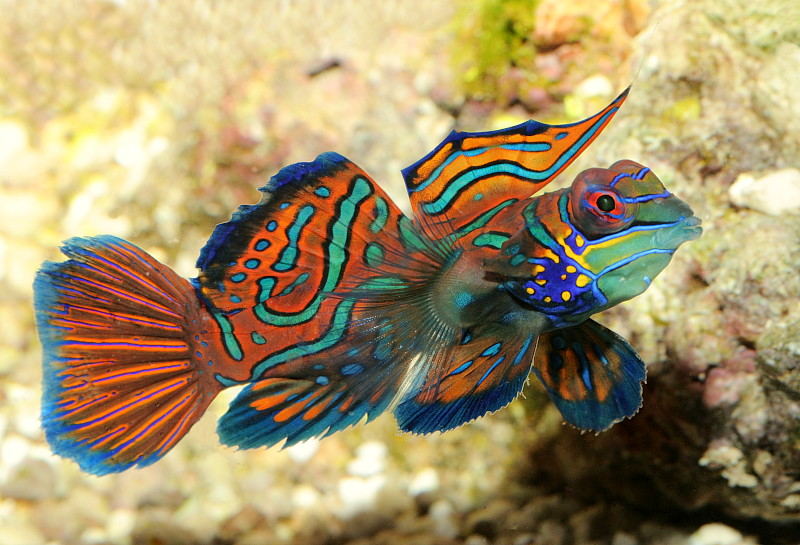 Mandarinfisch ( Synchiropus splendidus) Foto & Bild | tiere, haustiere ...