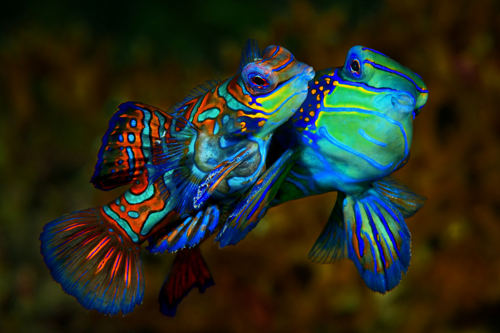 Mandarinfische (Synchiropus splendidus) beim Liebesspiel Foto & Bild ...