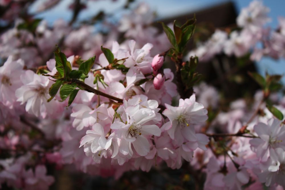 Mandelbaum Foto & Bild | jahreszeiten, frühling, frühlingsgruß Bilder ...