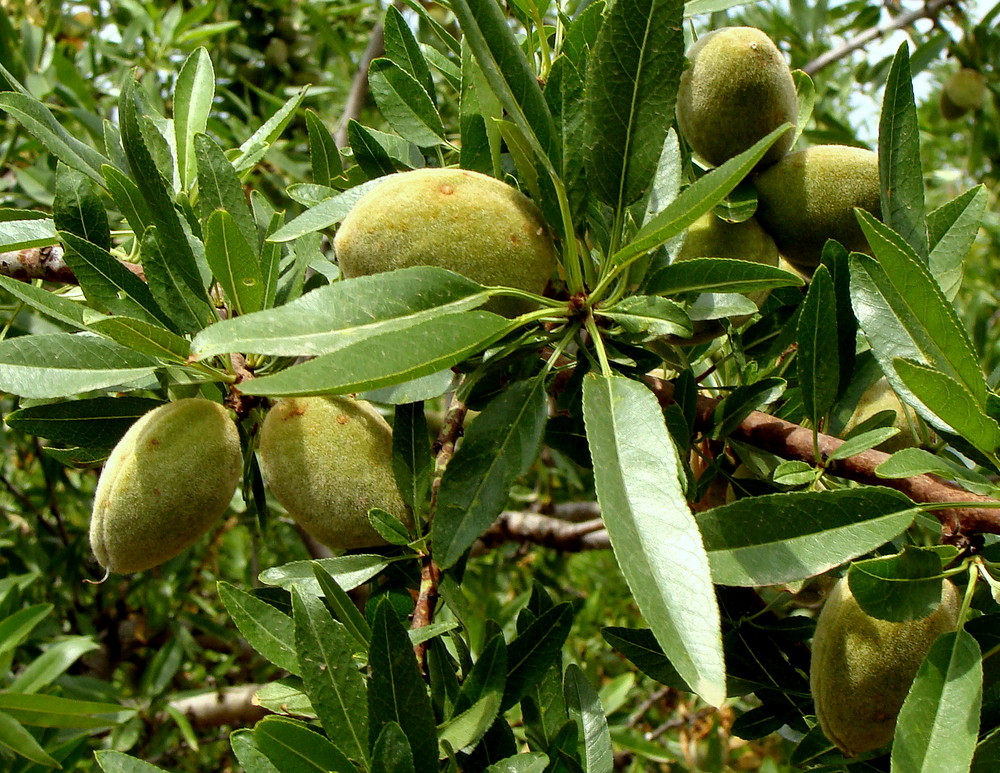 Mandelbaum Foto & Bild | pflanzen, pilze & flechten, bäume, obstbäume ...